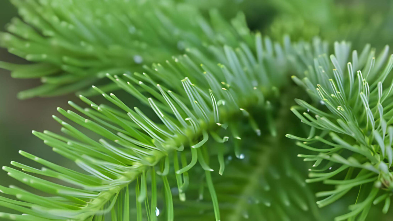 Fichte: Alle Infos über das Wildkraut im Überblick – Grüne Küche