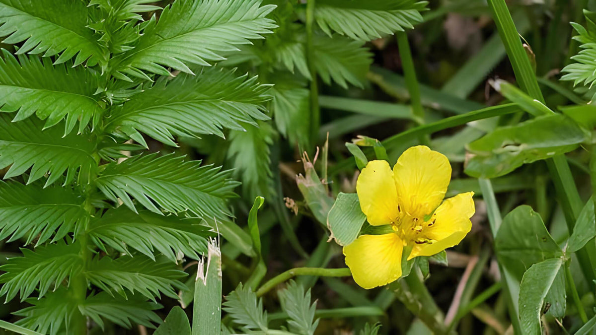 Gänsefingerkraut: Alle Infos über das Wildkraut im Überblick – Grüne Küche
