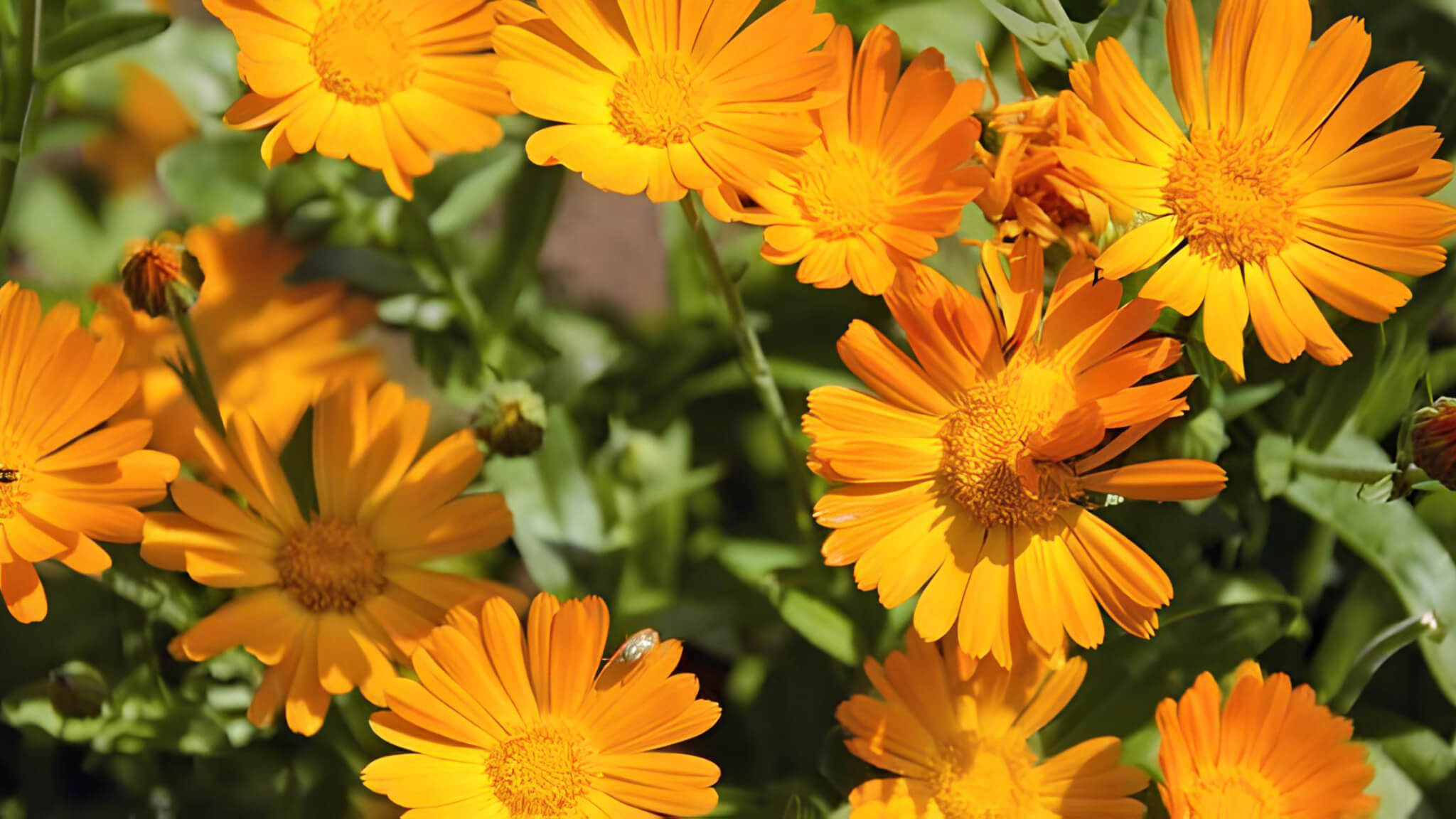 Ringelblume: Alle Infos über das Wildkraut im Überblick – Grüne Küche