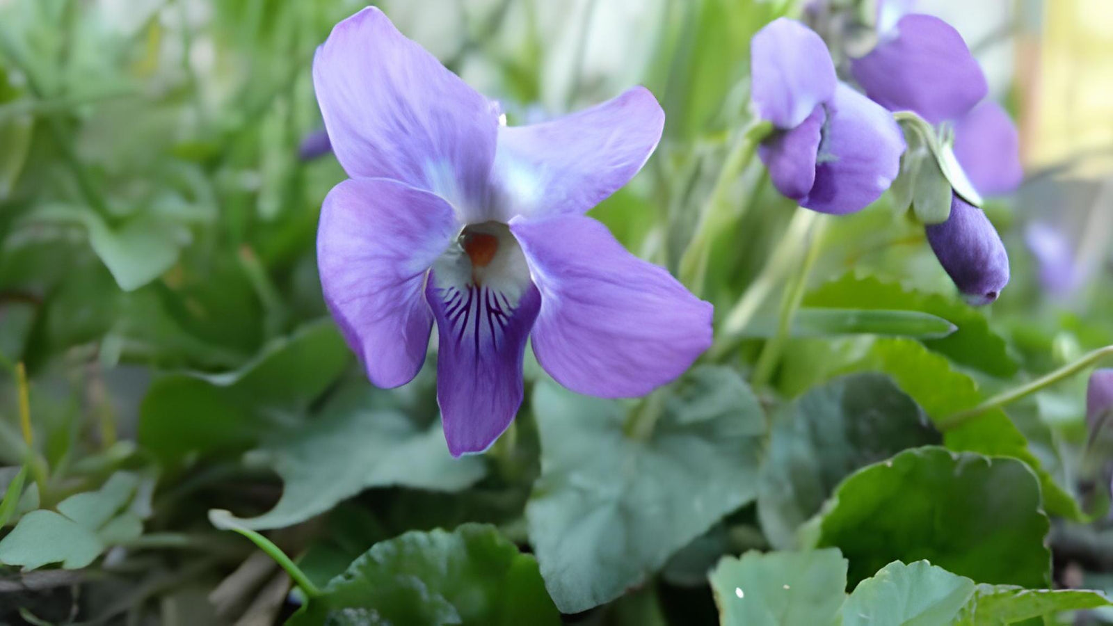 Veilchen: Alle Infos über das Wildkraut im Überblick – Grüne Küche